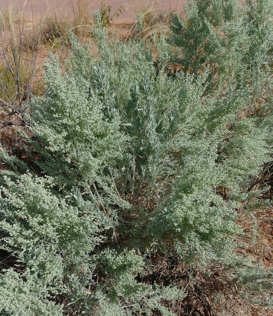 Big Sagebrush from San Juan County, UT, USA on September 21, 2021 at 10 ...