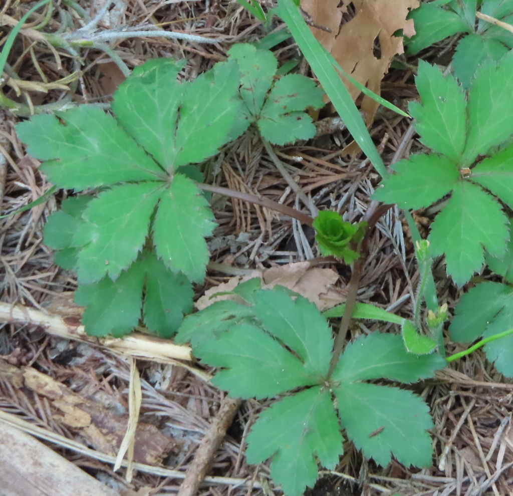 Black Snakeroot from Boerne, TX 78006, USA on March 29, 2023 at 02:39 ...
