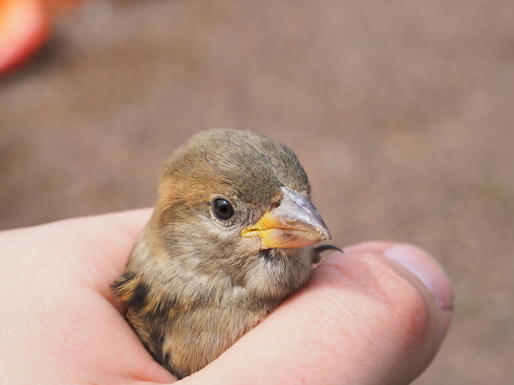 House Sparrow from Coatesville, New Zealand on March 29, 2019 at 12:37 ...