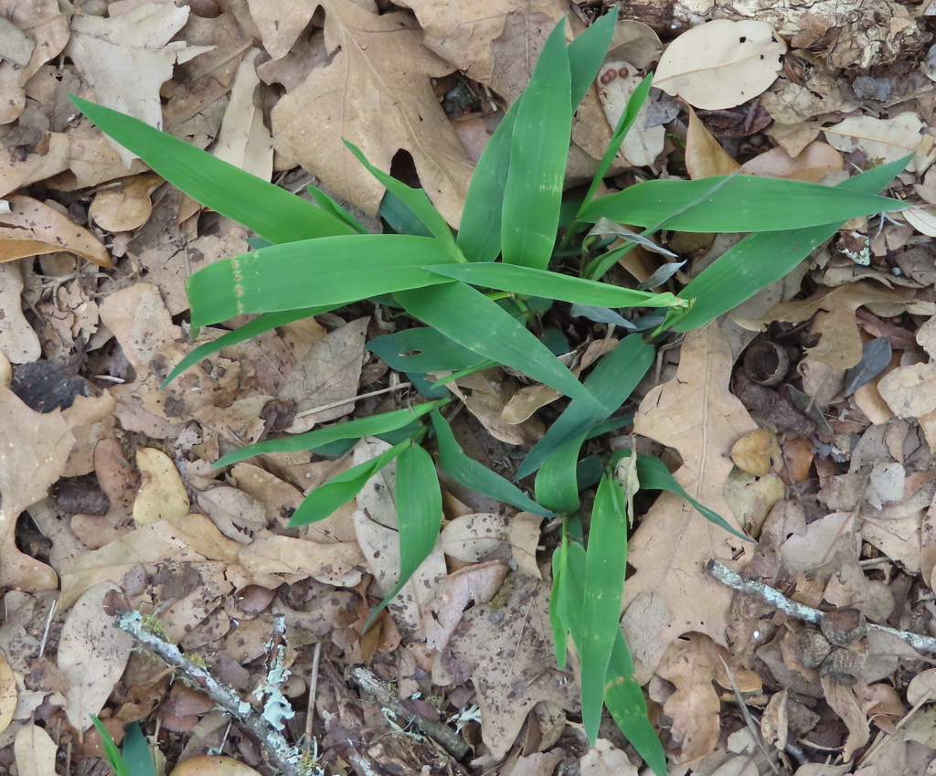 inland wood oats from Boerne, TX 78006, USA on March 29, 2023 at 02:23 ...