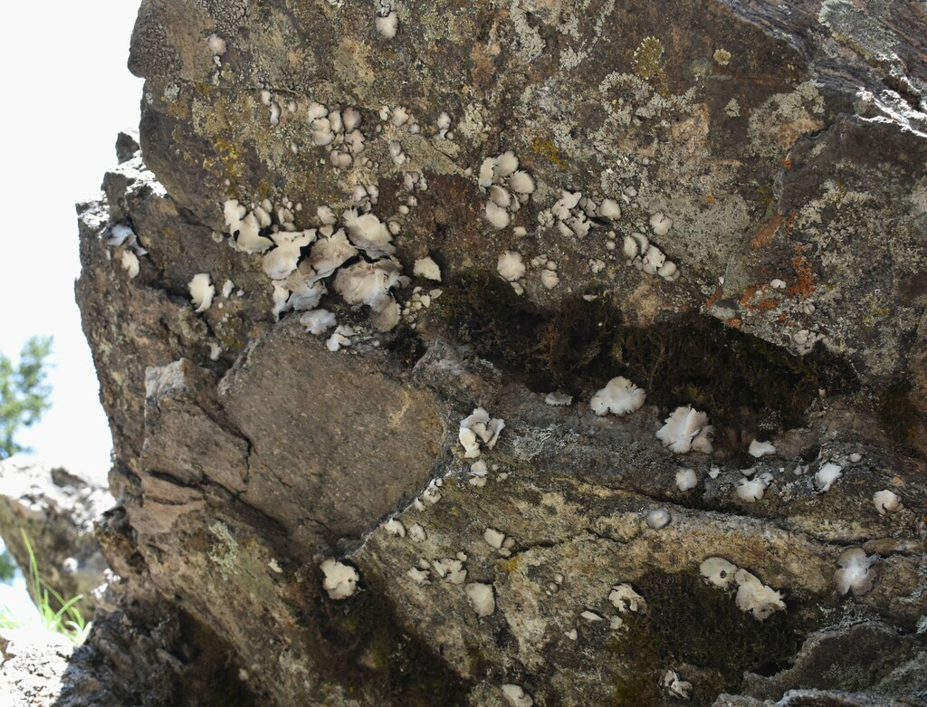 Frosted Rock Tripe from Grand County, CO, USA on July 11, 2021 at 02:15 ...