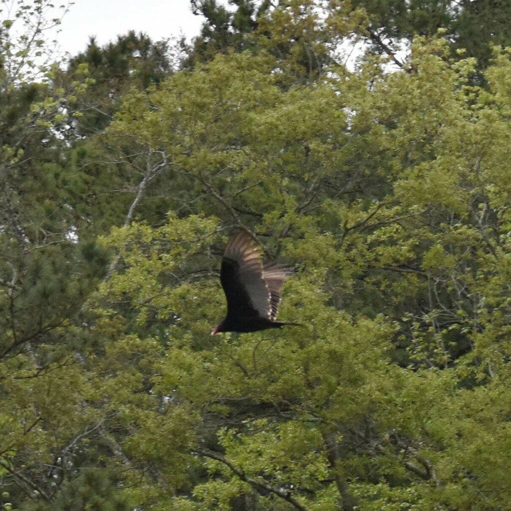Turkey Vulture from Dale County, AL, USA on March 18, 2023 at 01:59 PM ...