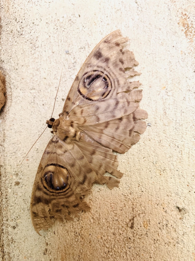 Common Owl Moth from Kasaragod, Kasargod, KL, IN on March 28, 2023 at ...