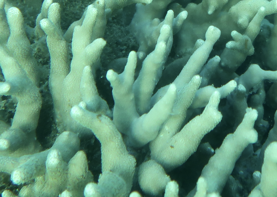 Porites cylindrica Dana, 1846