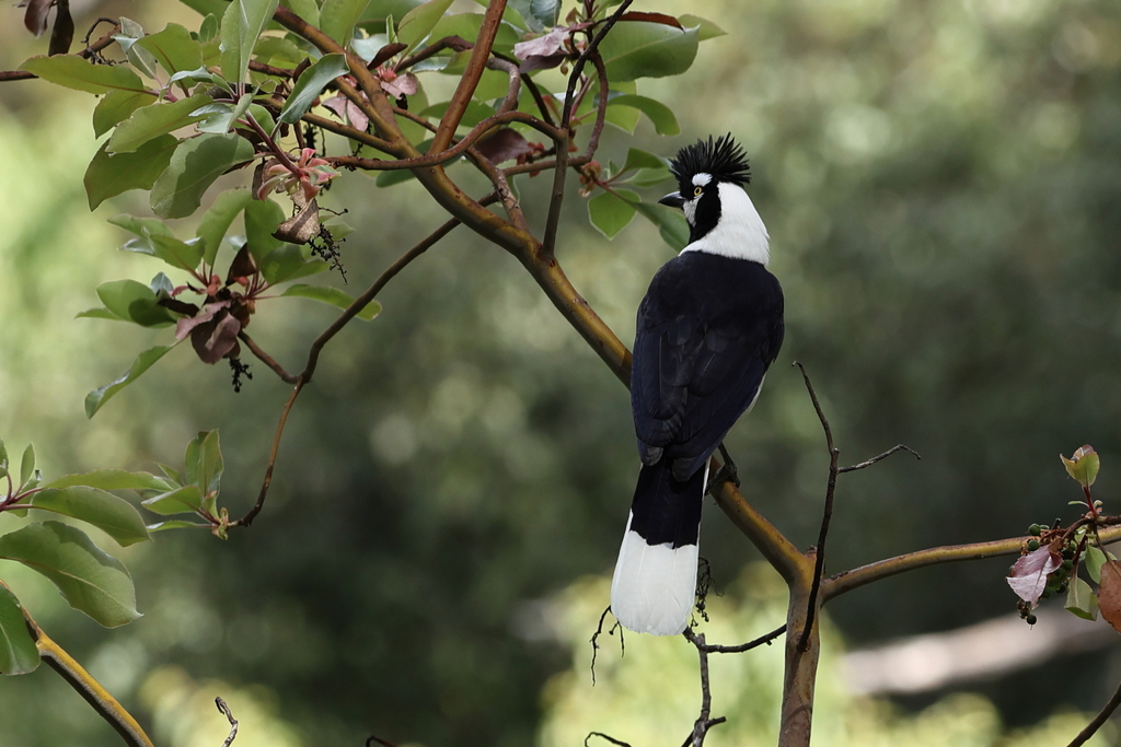 Tufted Jay from Concordia, Sin., México on March 20, 2023 at 11:47 AM ...
