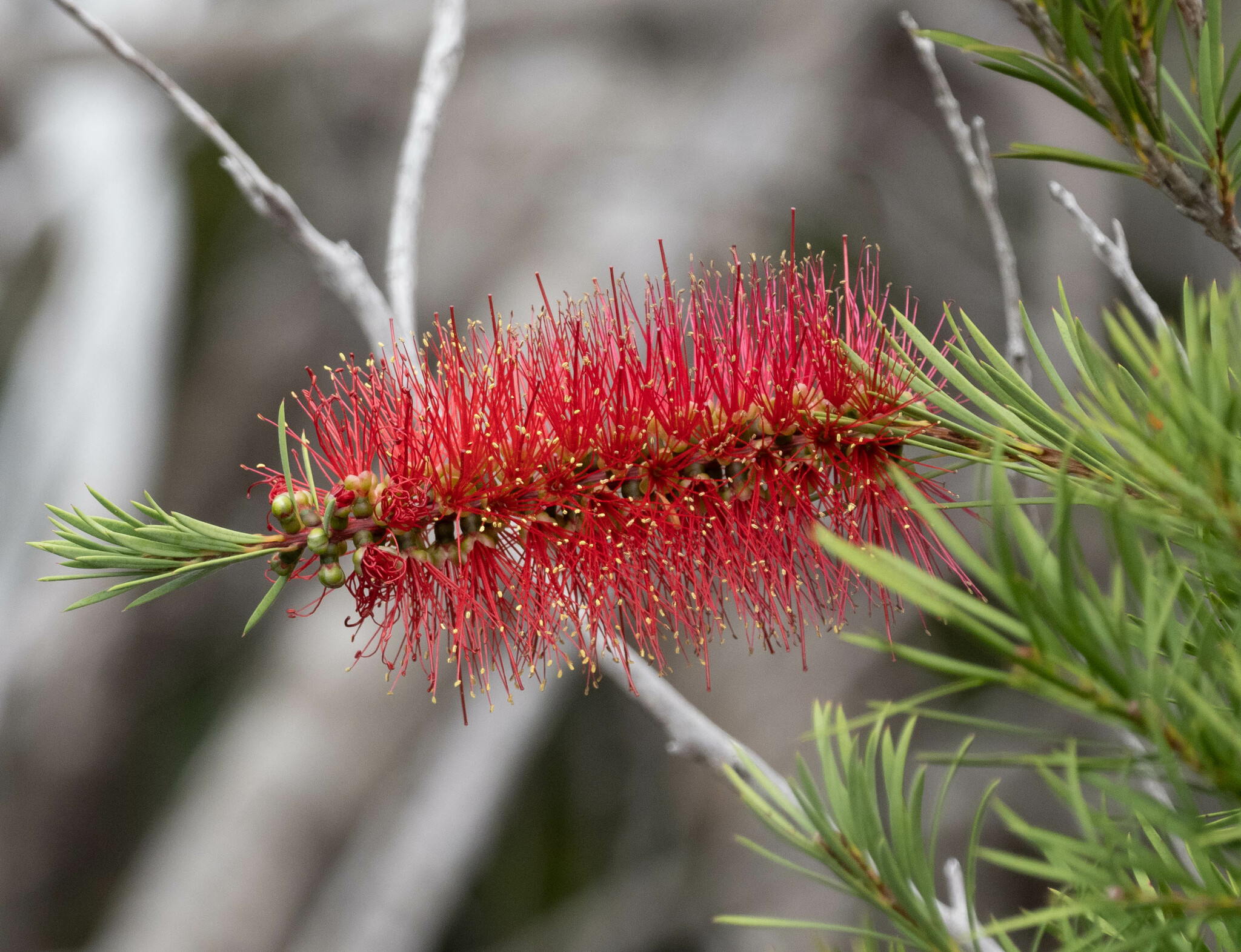 Callistemon subulatus Cheel