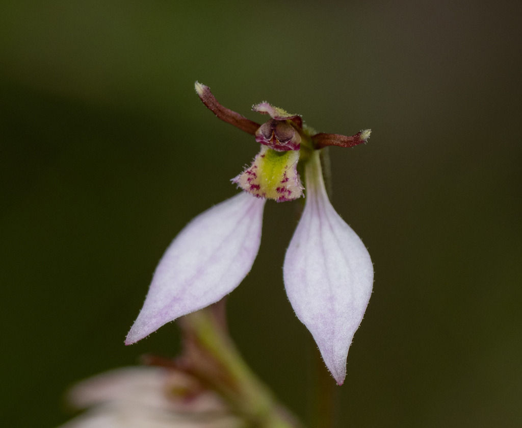 Parson's Bands from Yambulla NSW 2550, Australia on March 30, 2023 at ...