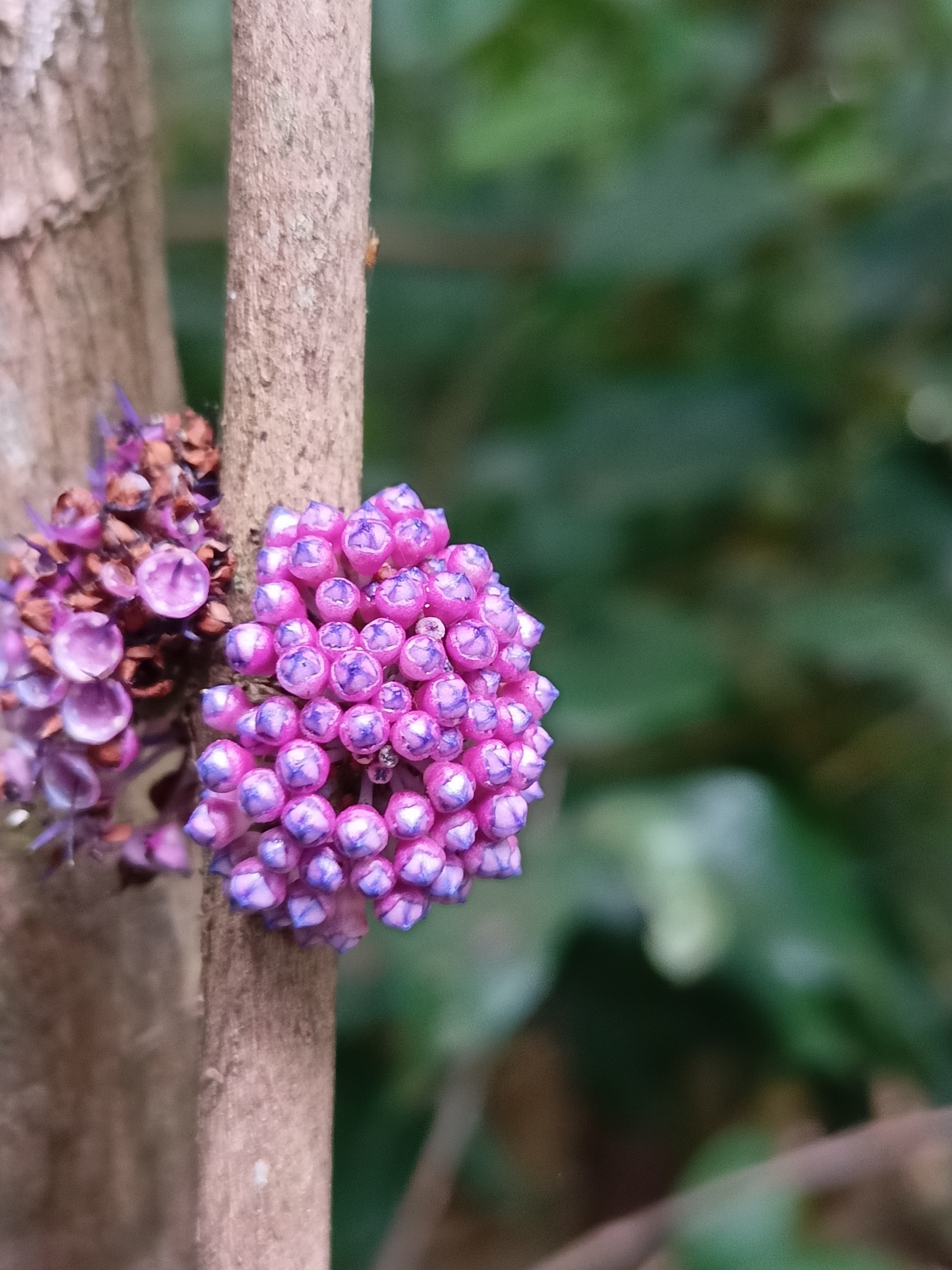 Memecylon randeriana S.M.Almeida & M.R.Almeida