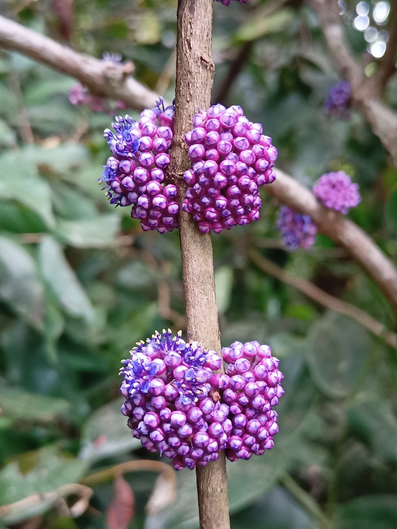 Memecylon randeriana S.M.Almeida & M.R.Almeida