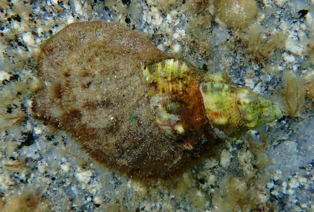 Tonnoid Snails from Denmark, WA, Australia on March 30, 2023 at 10:37 ...