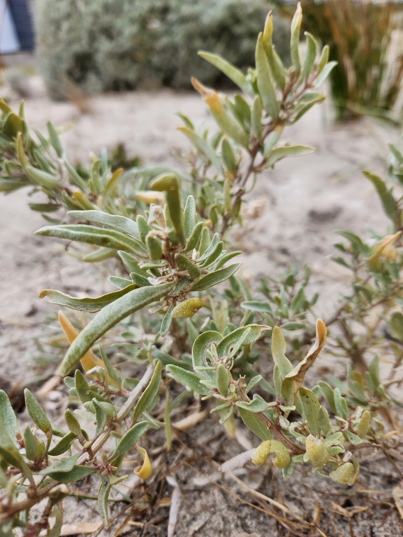 Atriplex cinerea Poir.