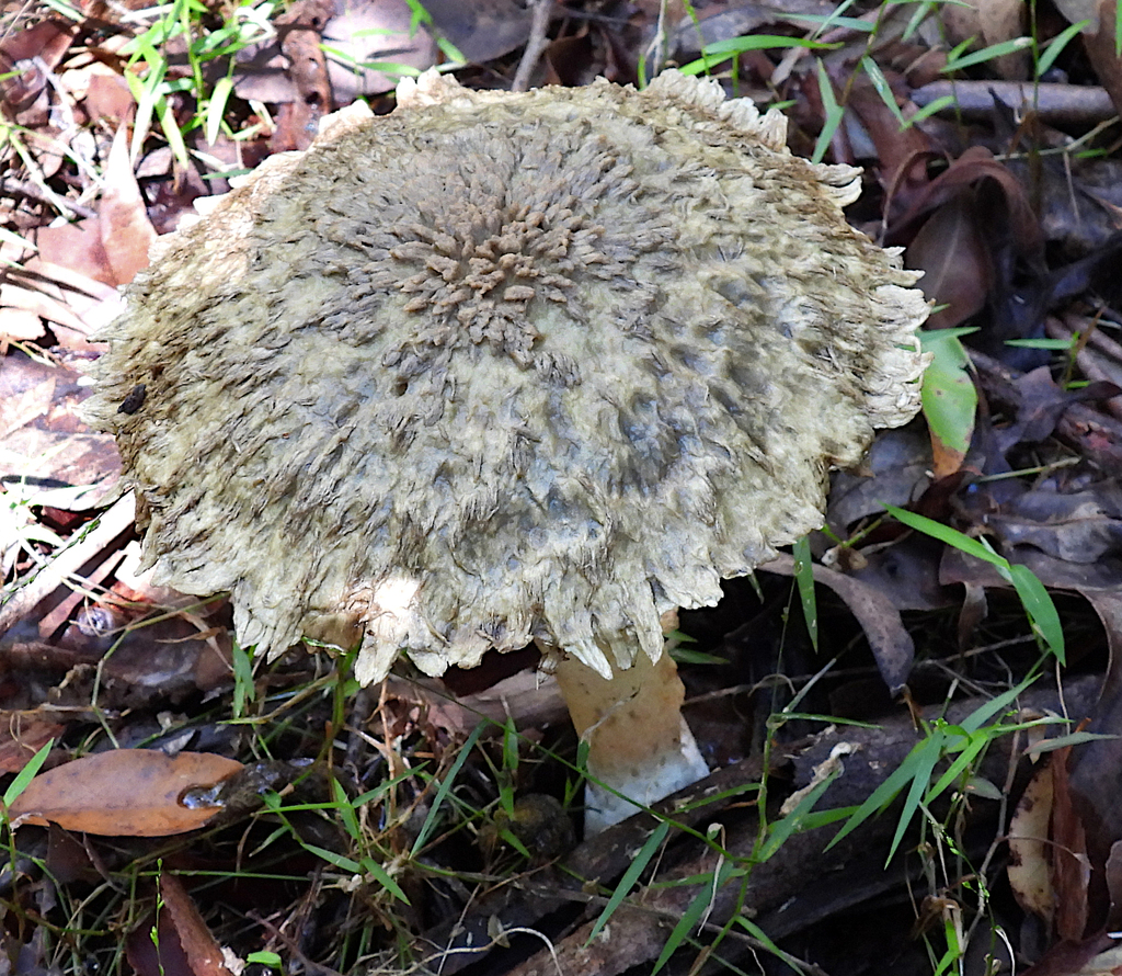 Pineapple Bolete from Bunyaville Conservation Park, Arana Hills ...