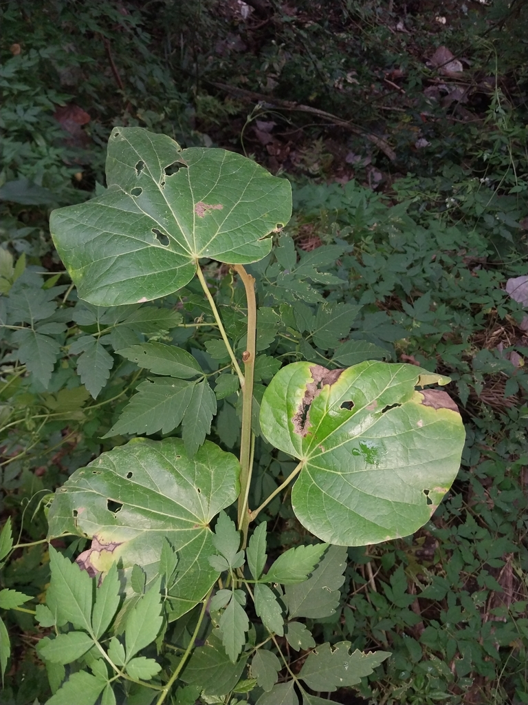 Big-Leaf Vine from Newmarket QLD 4051, Australia on March 29, 2023 at ...