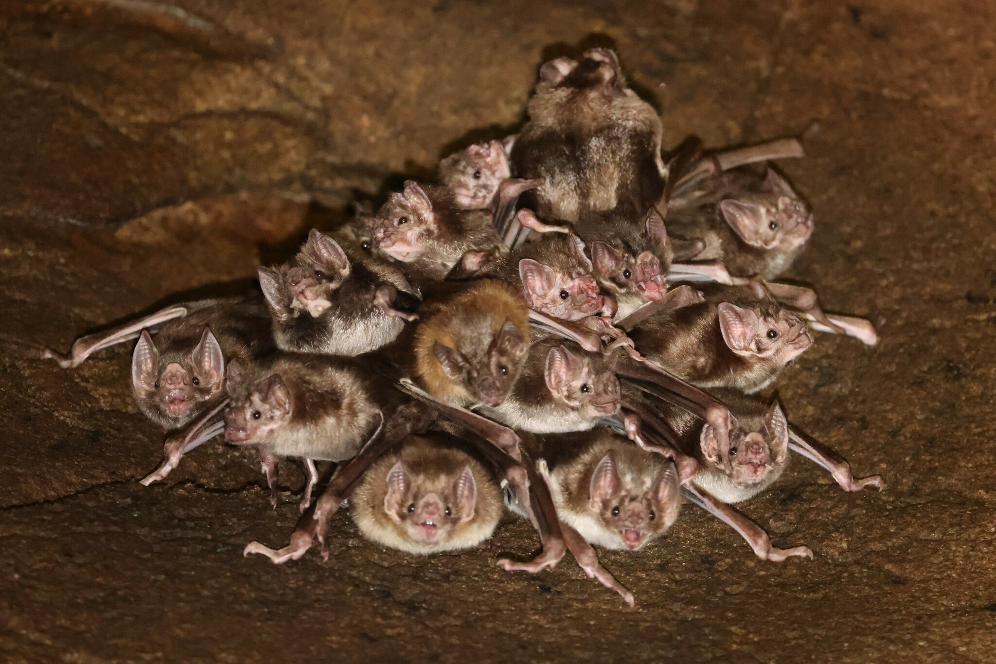 Desmodus rotundus (E.Geoffroy, 1810)