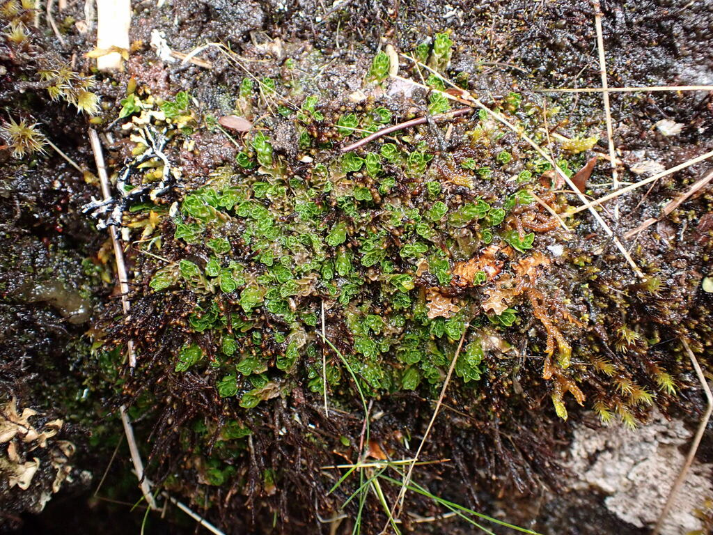 Treubia pygmaea from Southland District, Southland, New Zealand on ...