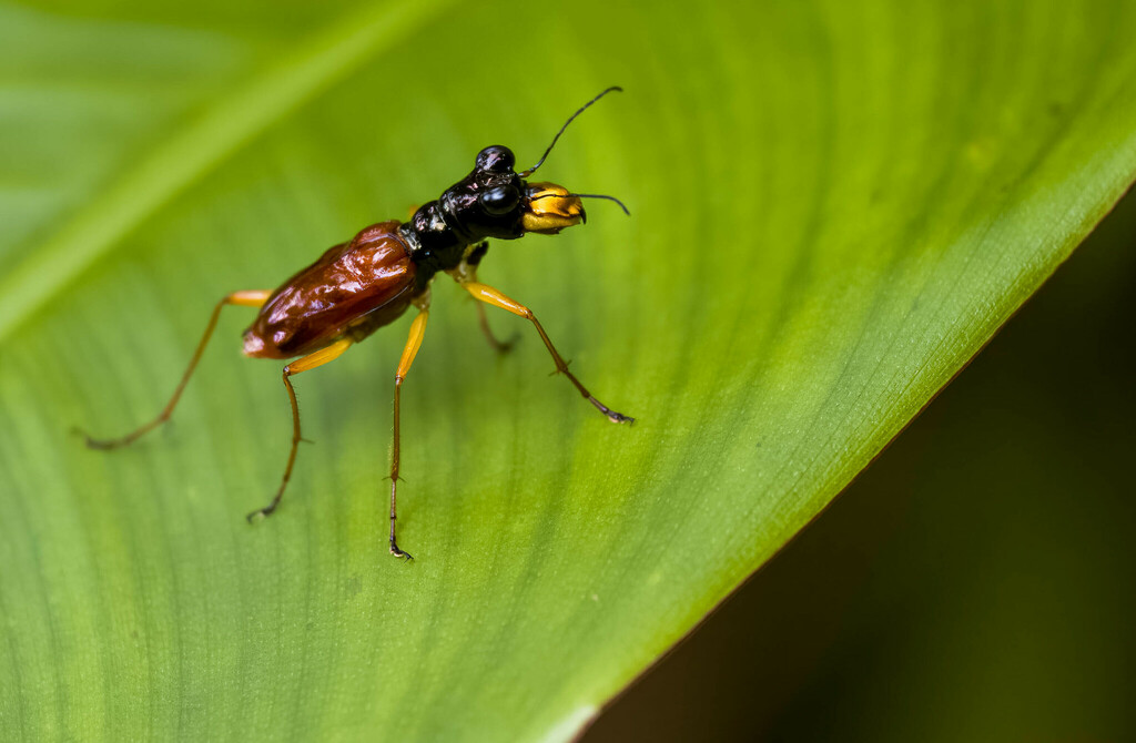 Therates from Paranas, Samar, Philippines on February 10, 2023 at 09:17 ...
