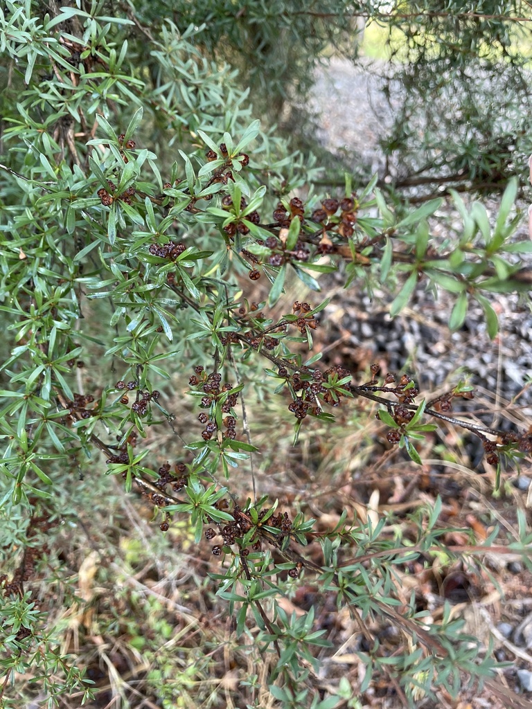 Yarra burgan from Gardner and Holman Rd, Drouin, VIC, AU on March 30 ...
