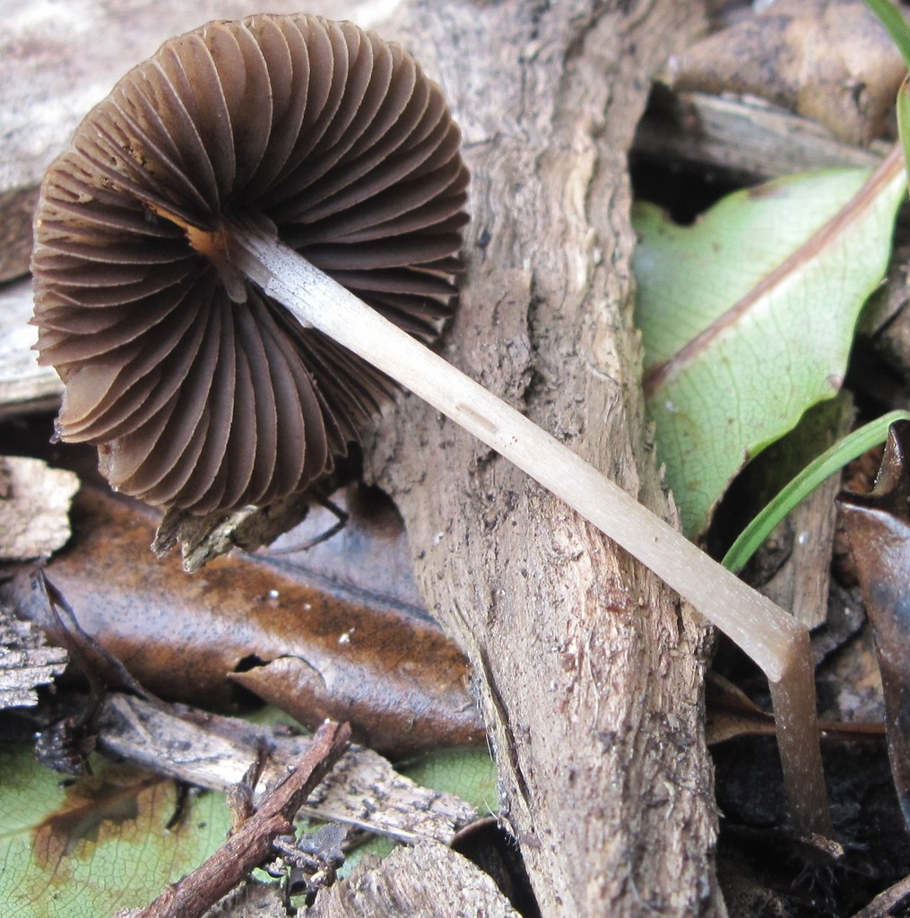 red edge brittlestem from Wellington, New Zealand on April 28, 2018 at ...