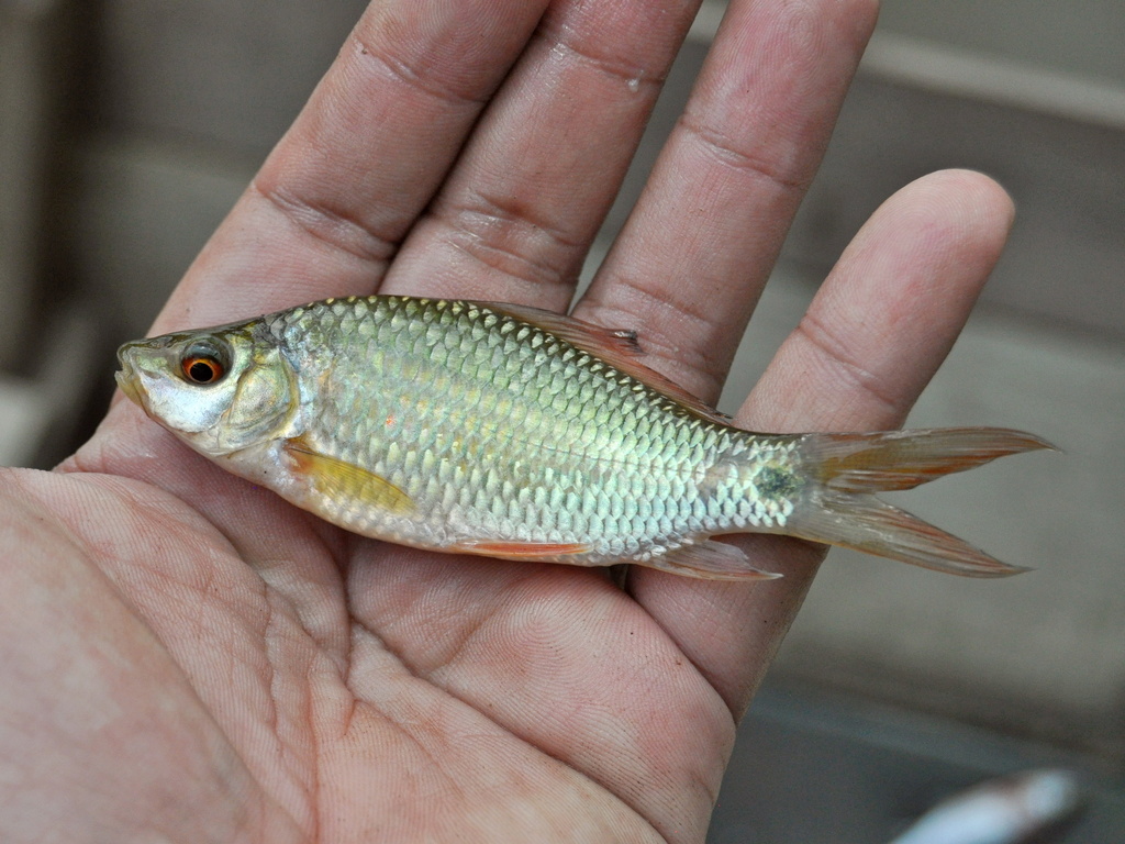 (Osteochilus) - Marine Life Identification