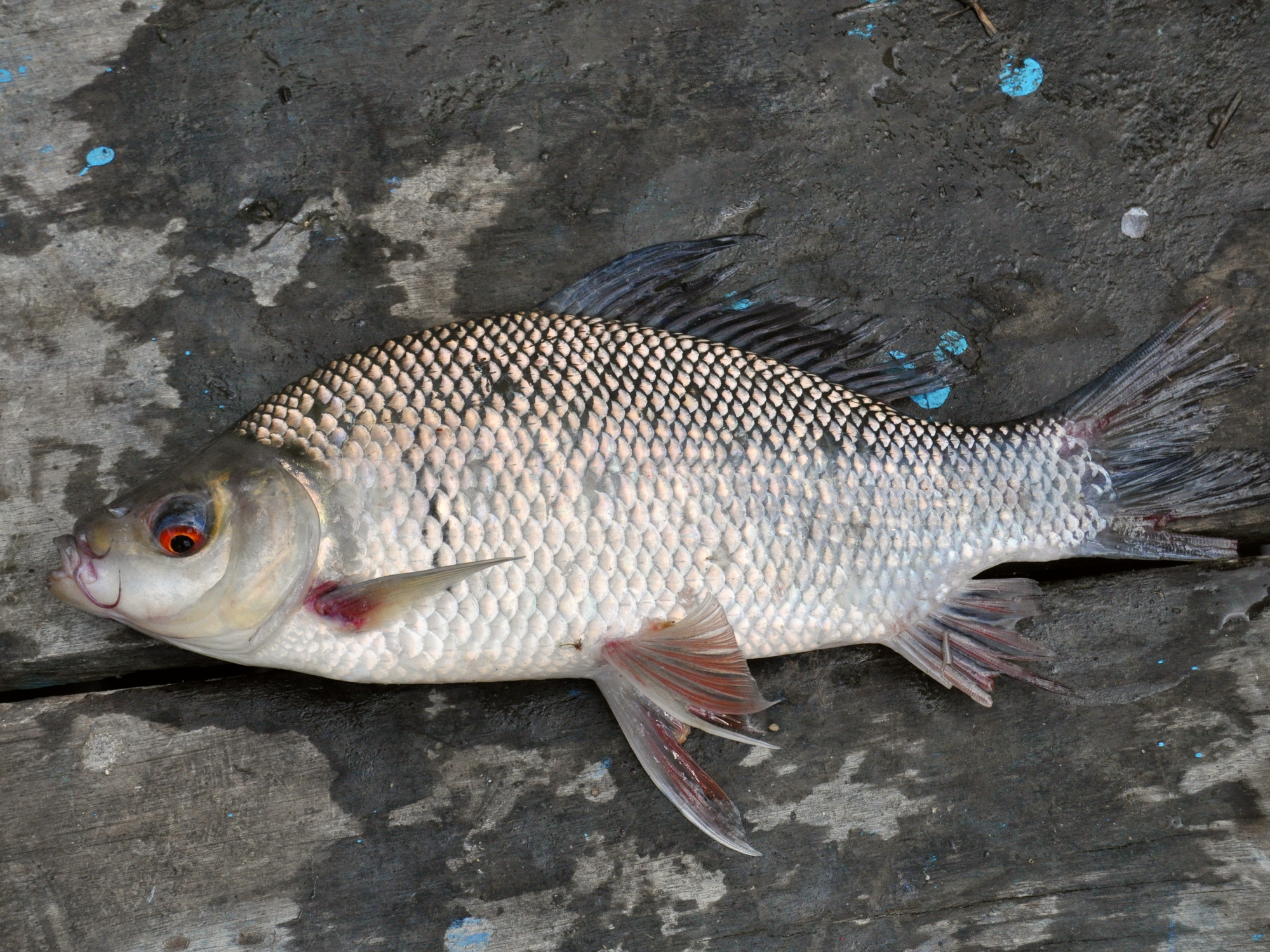 Osteochilus melanopleurus (Bleeker, 1852)