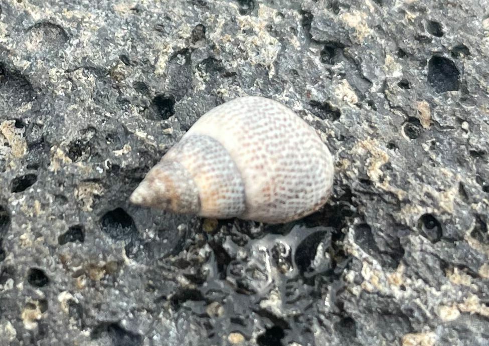 Littoraria pintado (W.Wood, 1828)