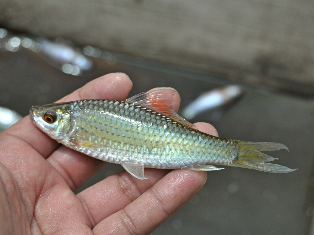 (Osteochilus) - Marine Life Identification