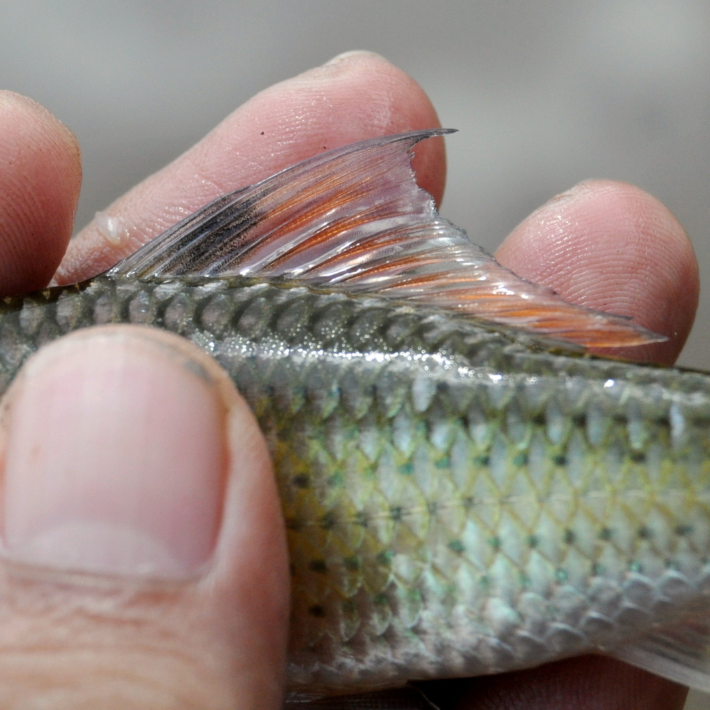 (Osteochilus bleekeri) - Marine Life Identification