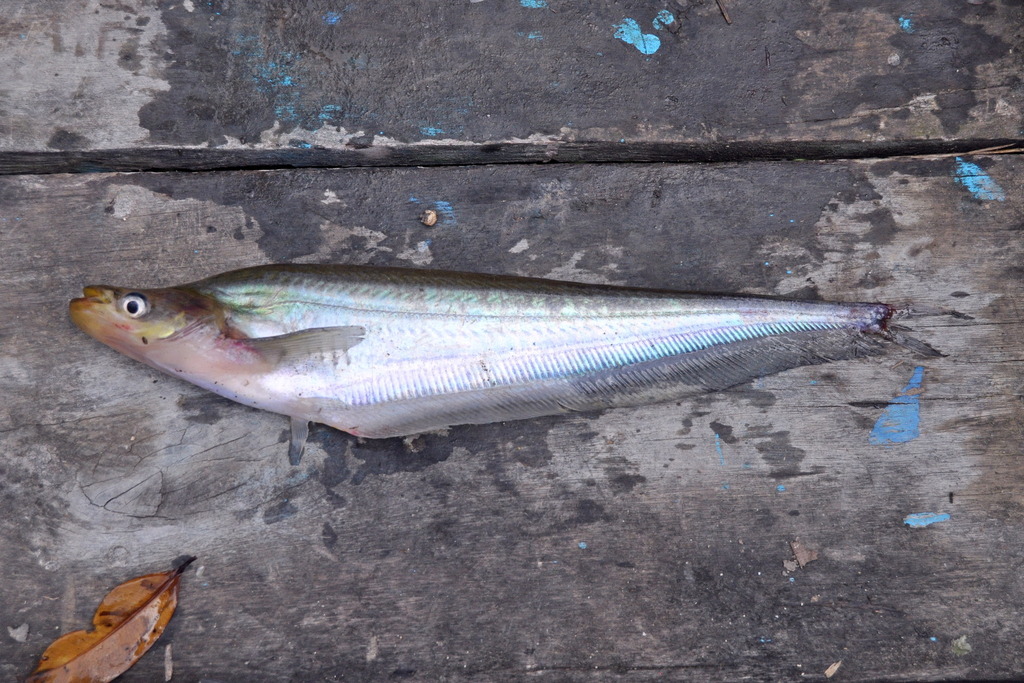 Phalacronotus apogon from Nilo River, Pangkalan Kuras, Pelalawan ...