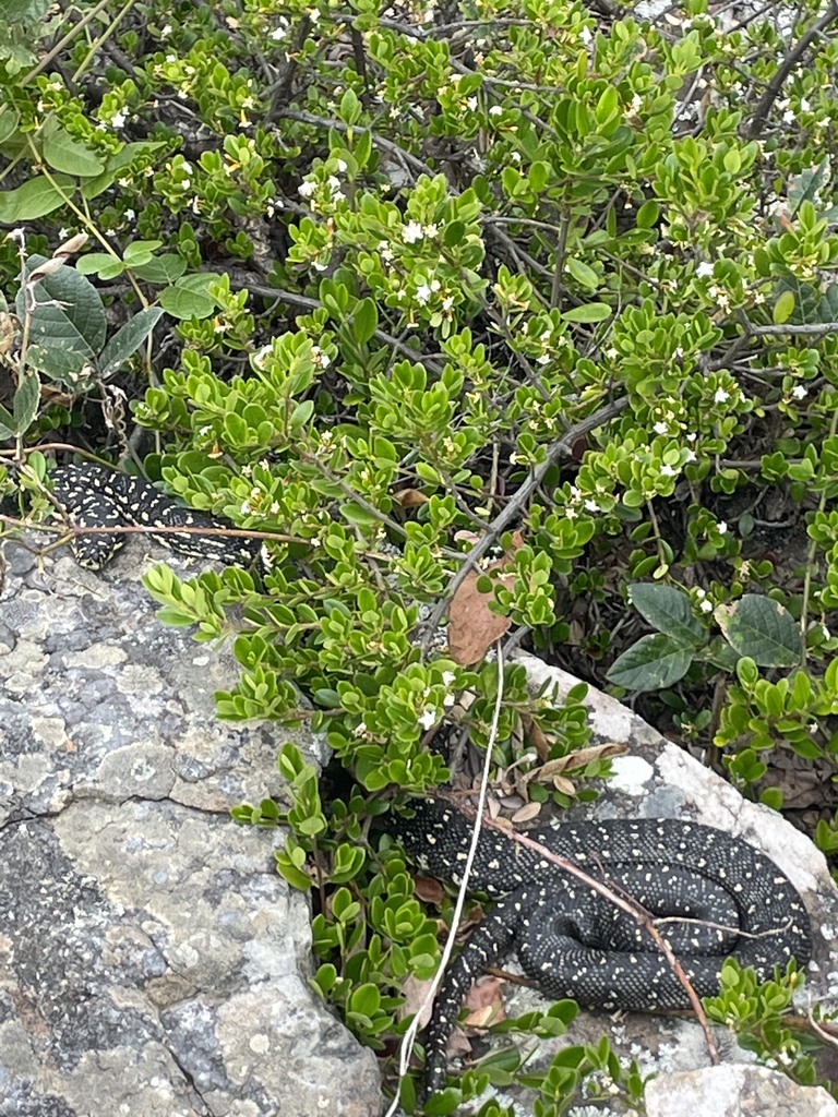 Diamond Python from Green Cape NSW 2551, Australia on January 10, 2023 ...