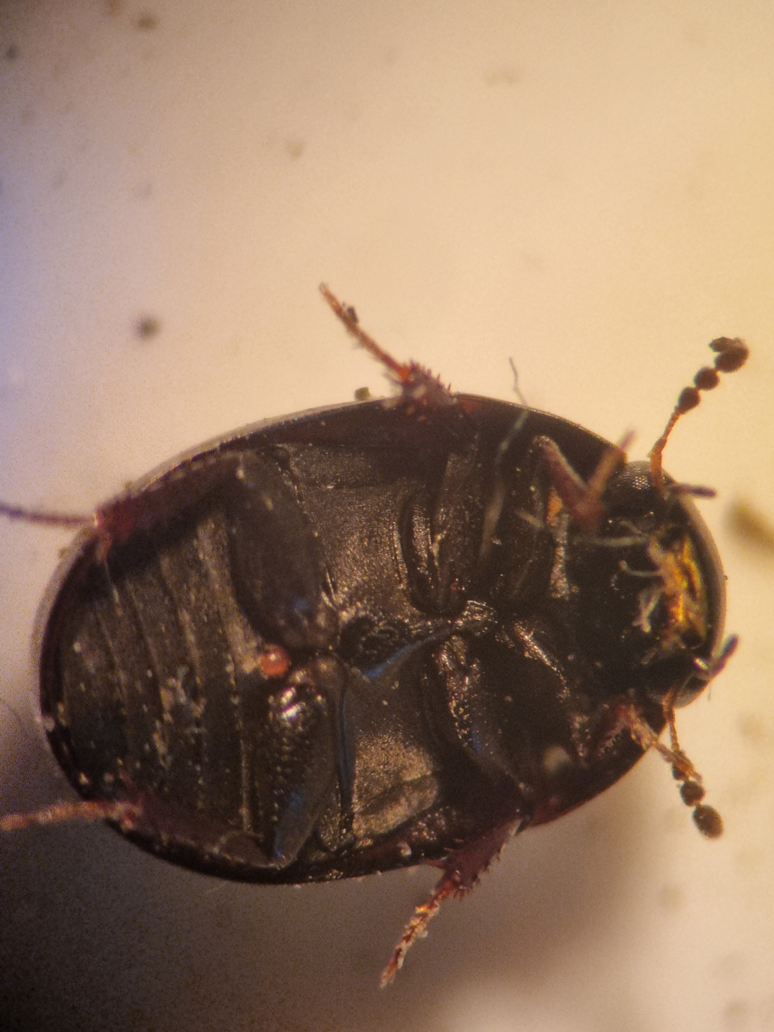 Coelostoma orbiculare (Fabricius, 1775)