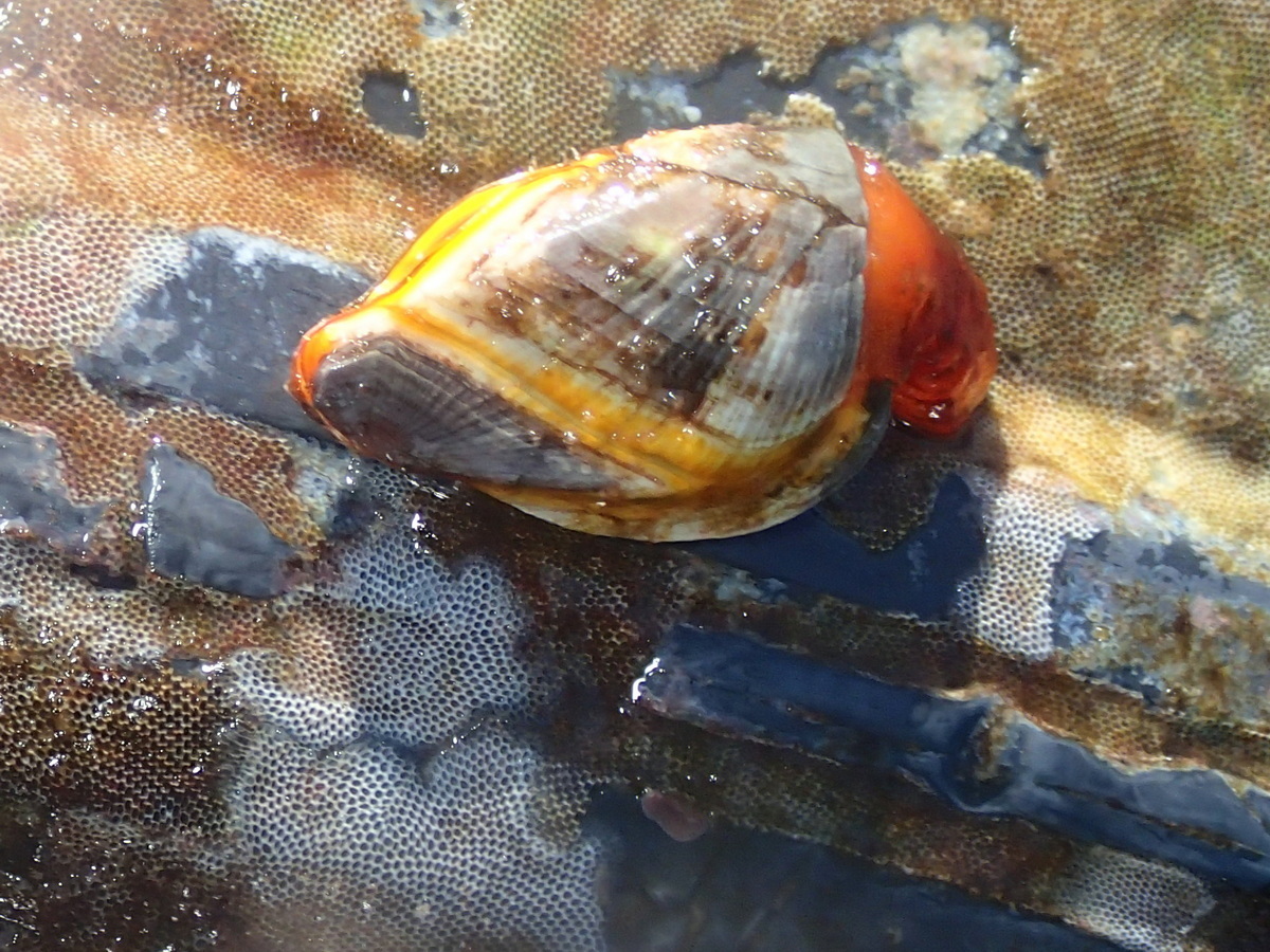 Lepas anserifera Linnaeus, 1767