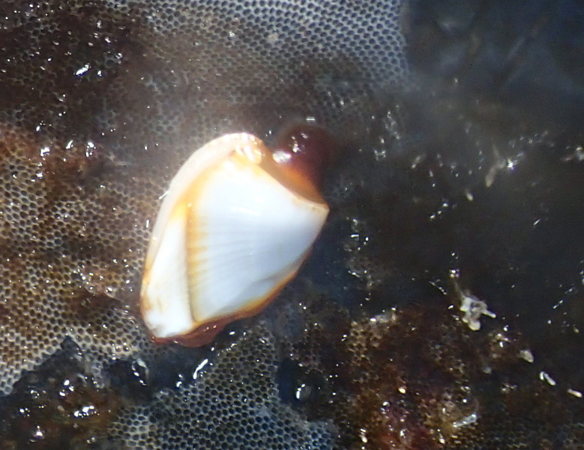 Lepas anserifera Linnaeus, 1767