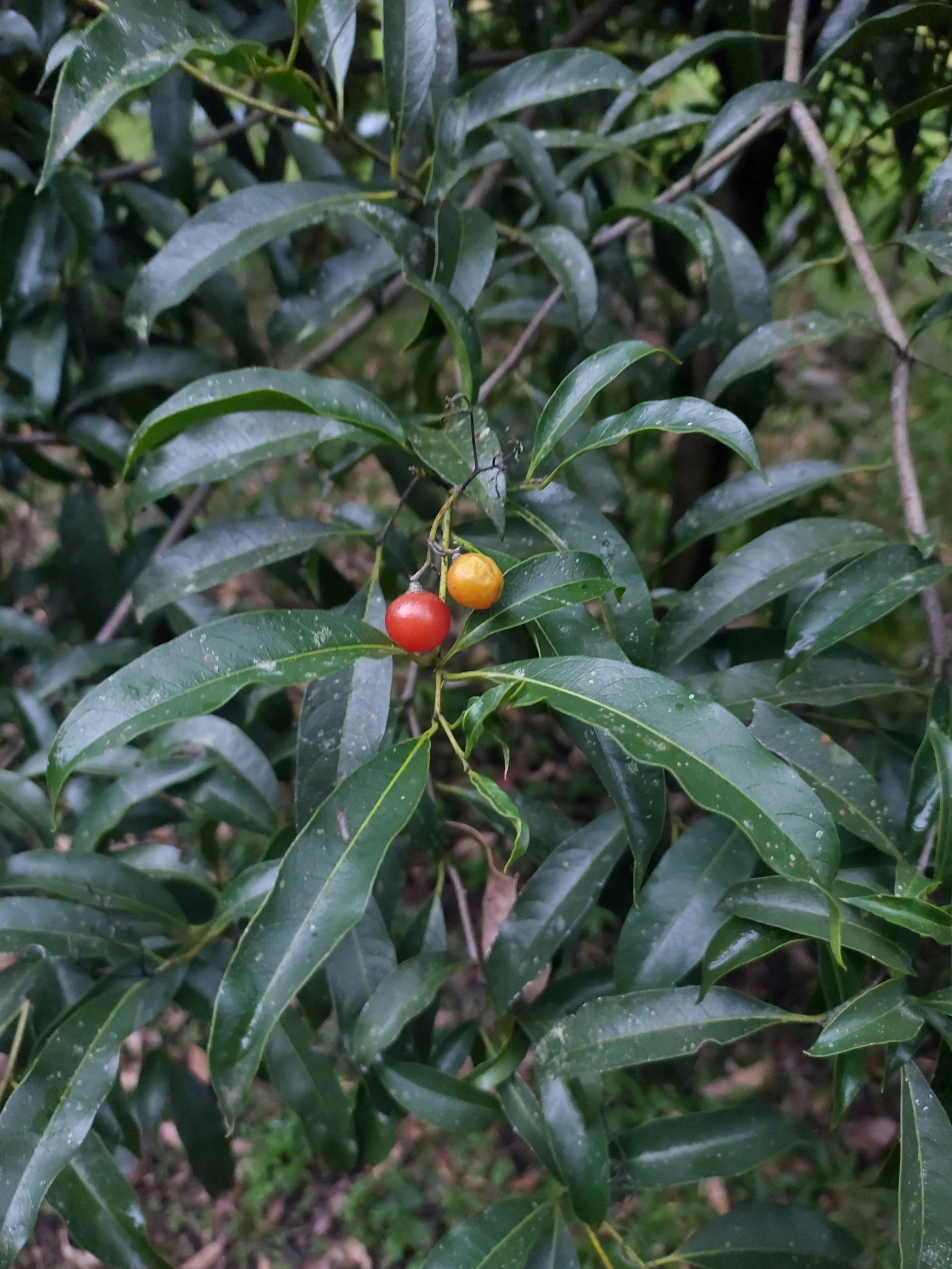 Cordia ecalyculata Vell.