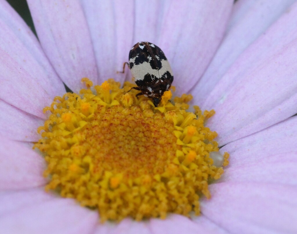 Anthrenus isabellinus dorsatus from Djane Ben Chegra, Marrakesh 40000 ...