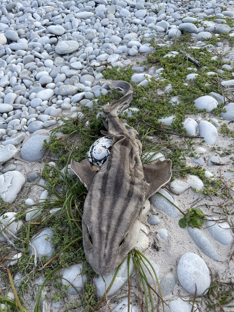 Pyjama Shark from Agulhas National Park, WC, ZA on March 28, 2023 at 05 ...