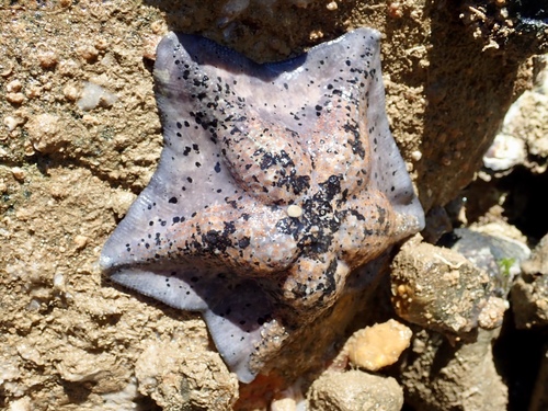 Género Stegnaster · iNaturalist Mexico