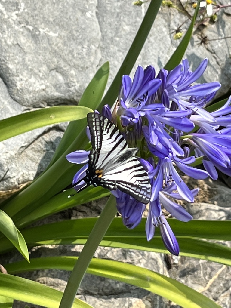 Graphium eurous asakurae from 溪山路, 竹山鎮, TW on March 30, 2023 at 10:04 ...