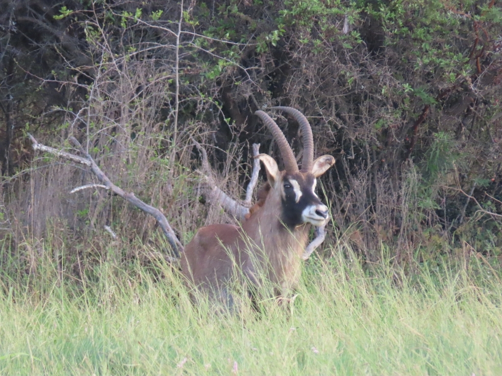 Southern Roan Antelope from Mookgophong/Modimolle, South Africa on ...