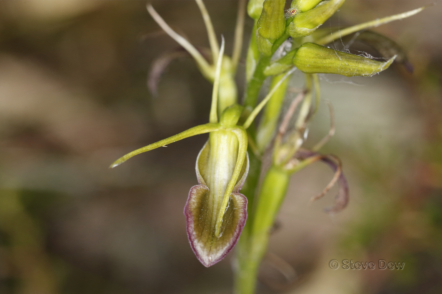 Cryptostylis ovata R.Br.