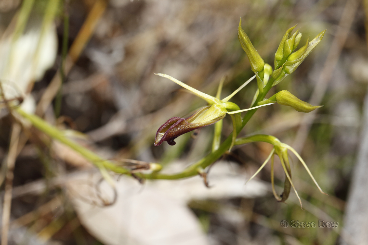 Cryptostylis ovata R.Br.