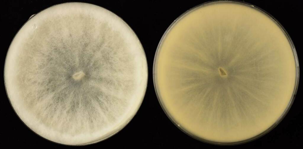 Trichoderma from Hualien County, Taiwan on July 01, 2018 by Jie-Hao Ou ...