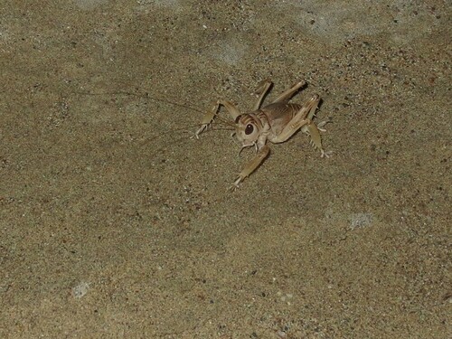 Schizodactylus inexspectatus · iNaturalist