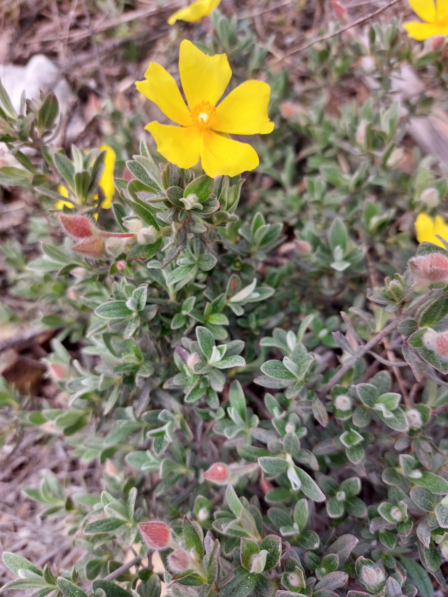 Halimium lasianthum subsp. lasianthum