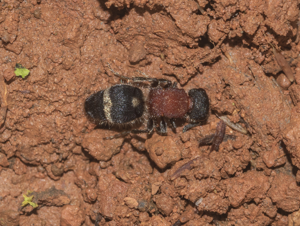 Bischoffitilla from 中国云南省丽江市古城区 on September 25, 2020 at 01:32 PM by ...