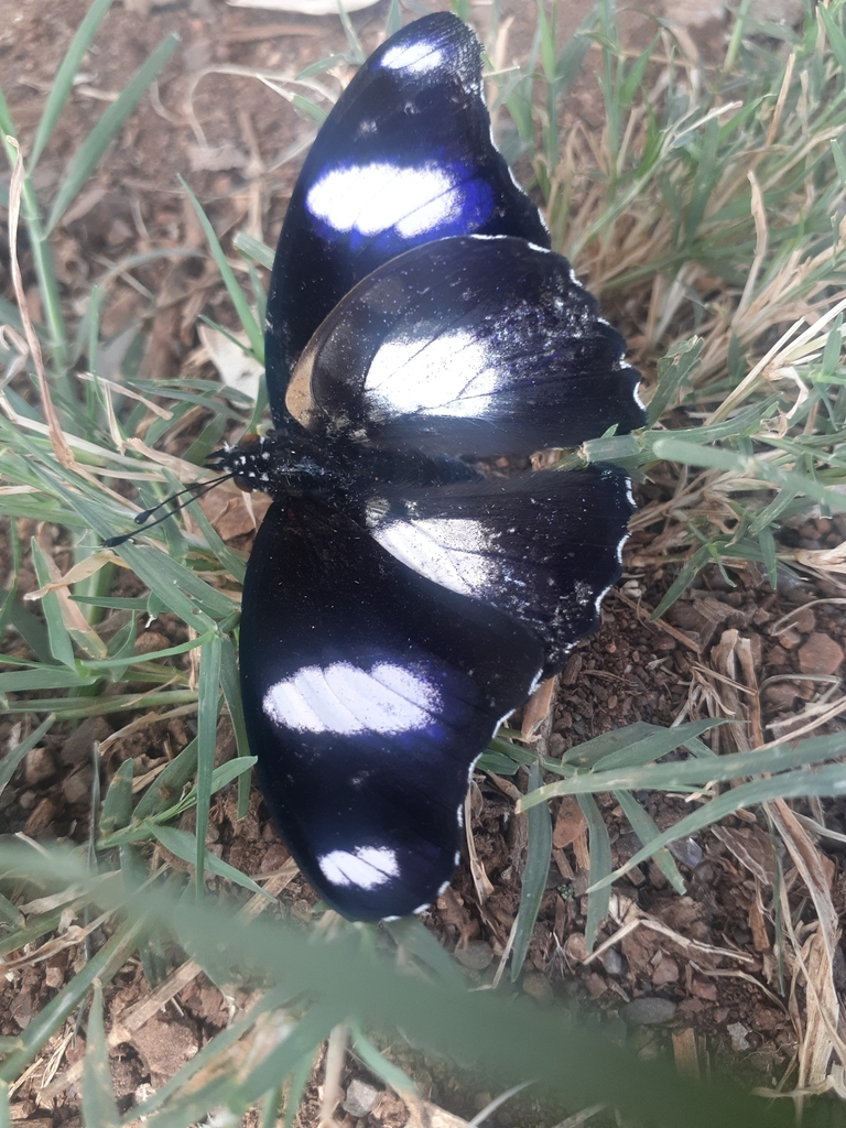 Mimic from Phiring, South Africa on March 23, 2023 at 11:05 AM by ...