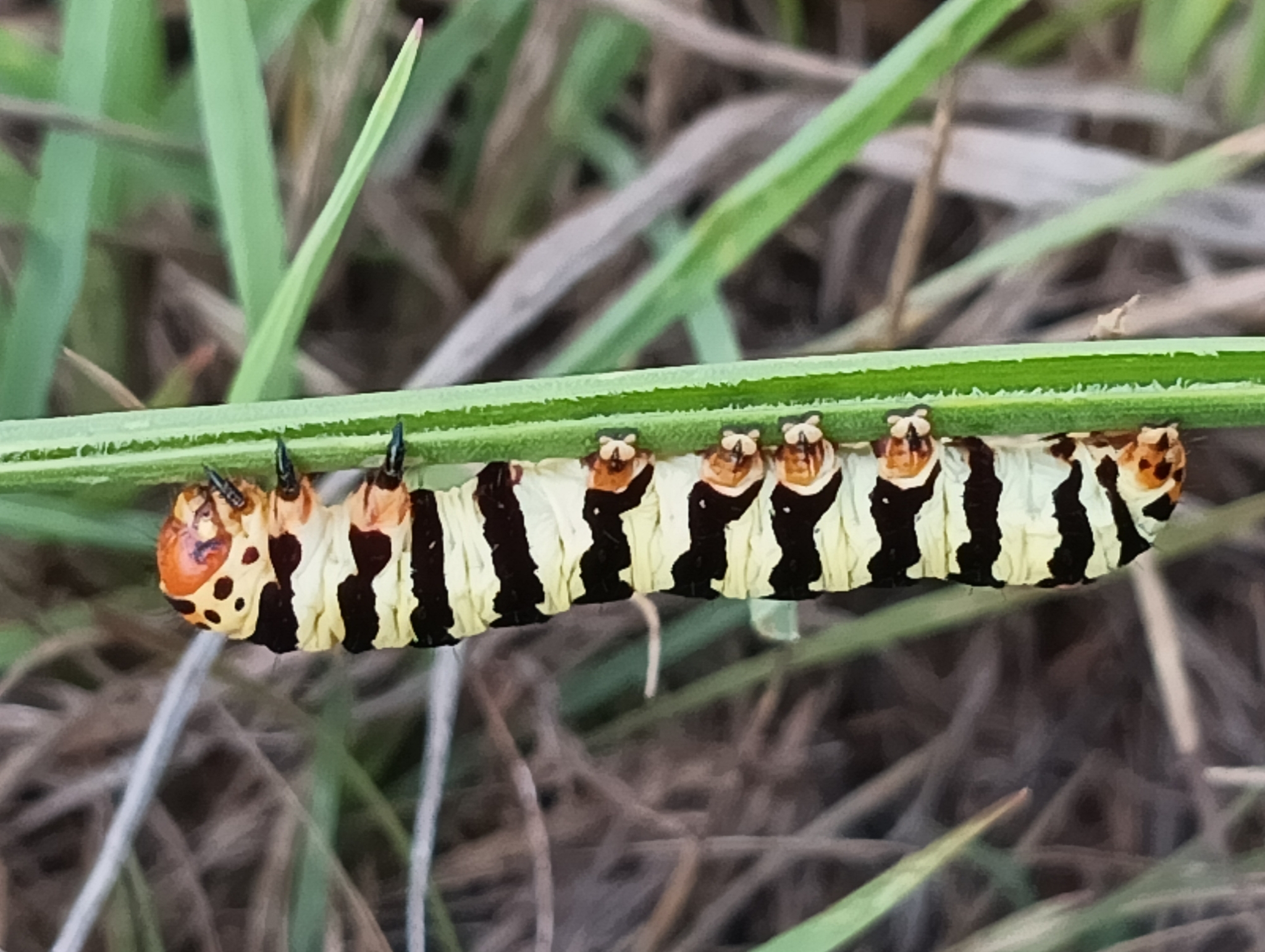 Diaphone eumela Stoll, 1781