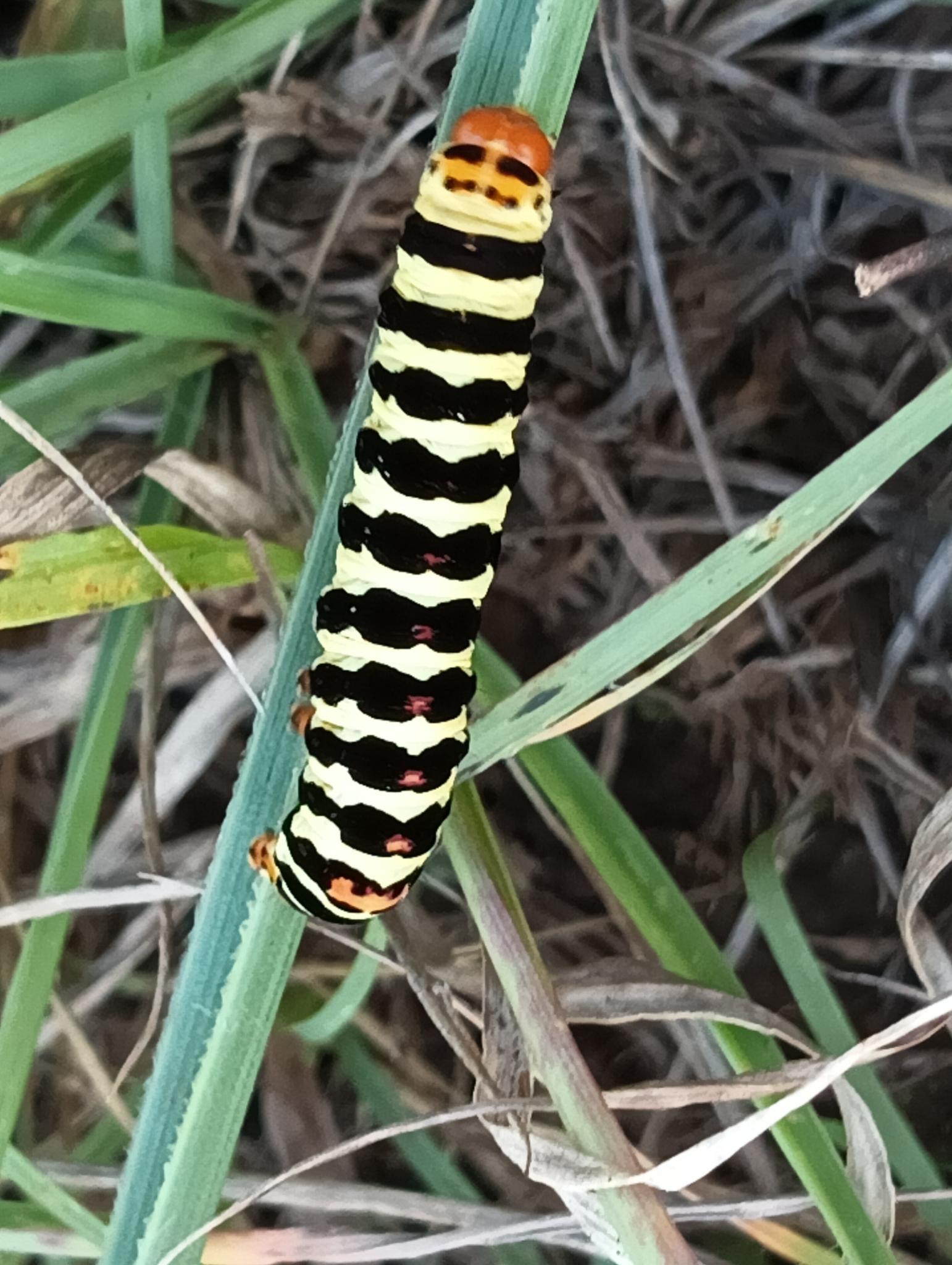 Diaphone eumela Stoll, 1781