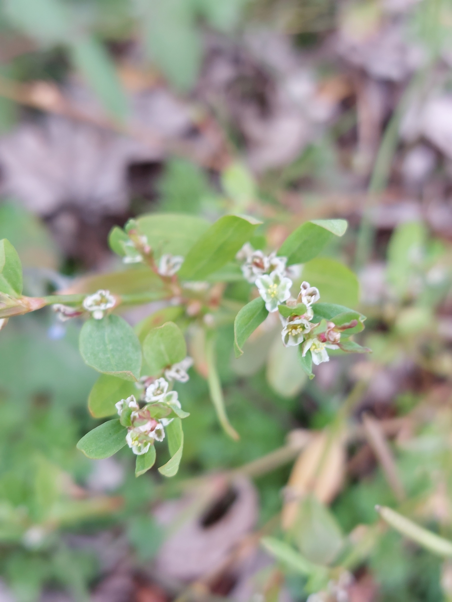 Polygonum aviculare L.