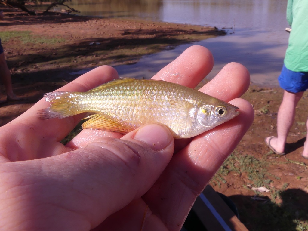 Desert Rainbowfish in March 2023 by Ollie Scully. Bulloo River ...