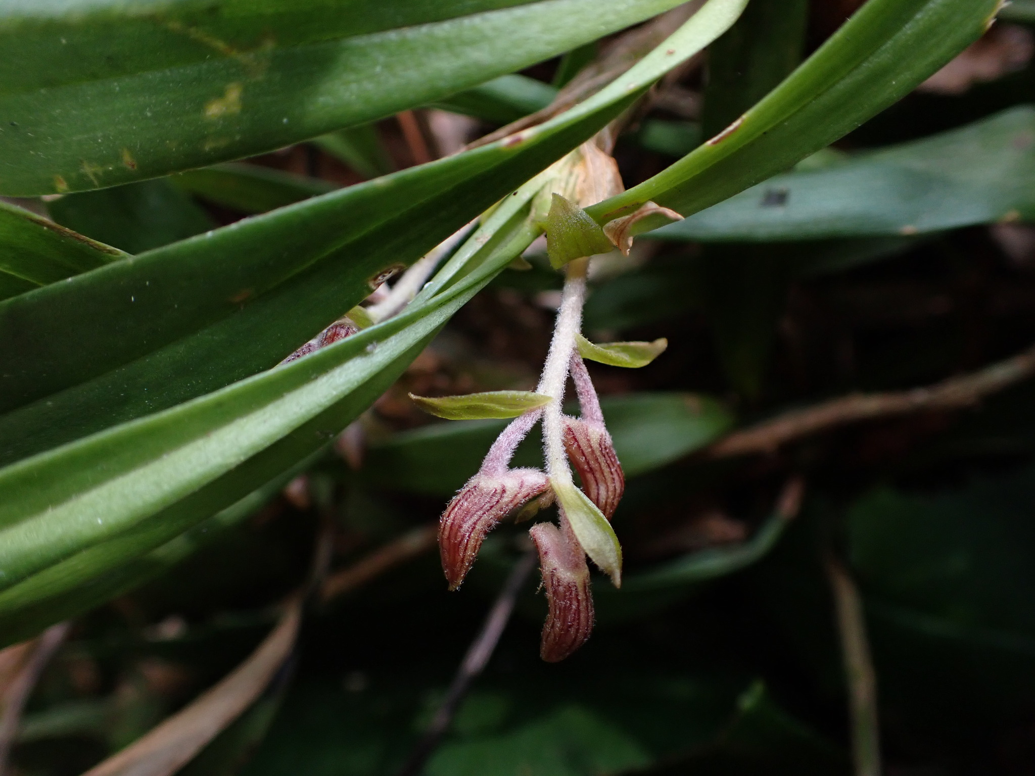 Pinalia amica (Rchb.f.) Kuntze